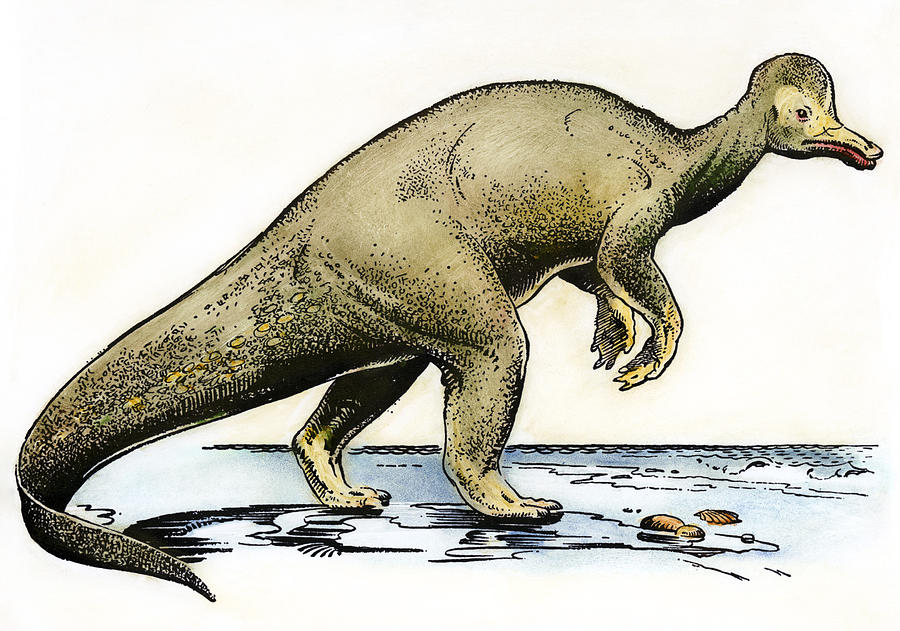 Dinosaur: Corythosaurus Photograph by Granger - Pixels Dinosaur: Corythosaurus Photograph by Granger - Pixels