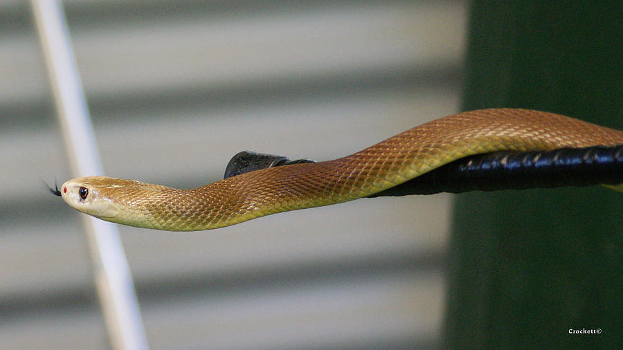 East Coast Taipan 8 Photograph by Gary Crockett - Fine Art America