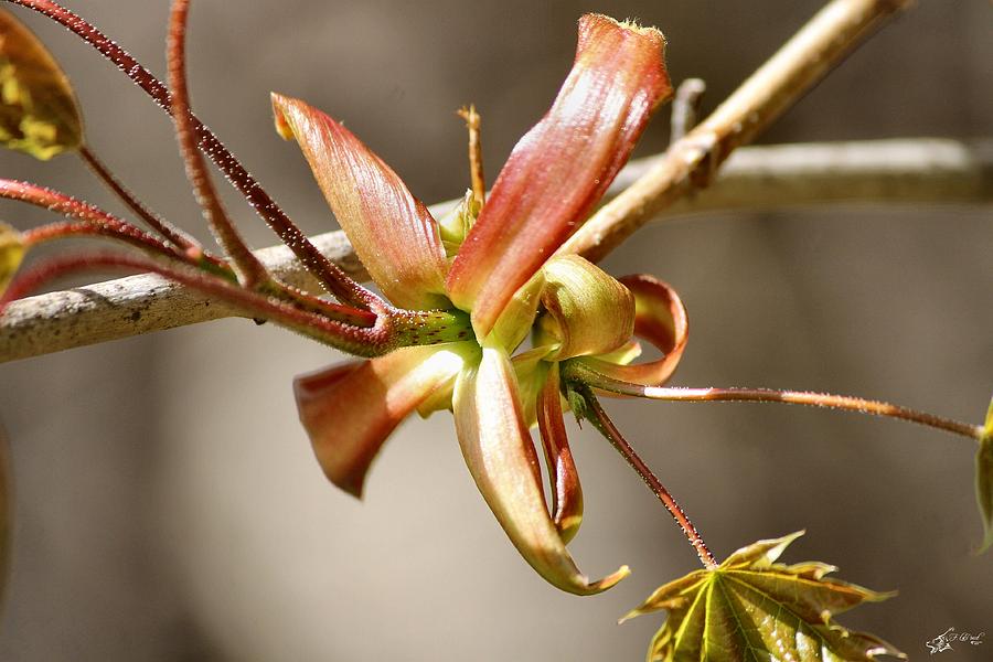 Emergence Photograph by Fred LaPoint - Fine Art America