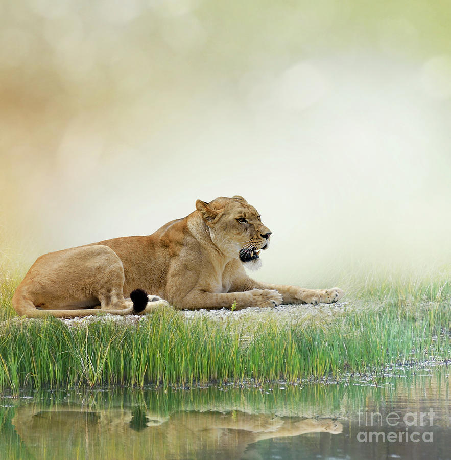 Female Lion Photograph by Svetlana Foote - Fine Art America