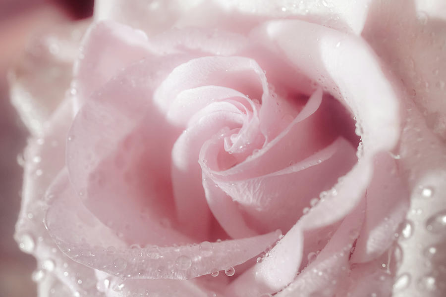 Glow of the rose Photograph by Lilia D - Fine Art America