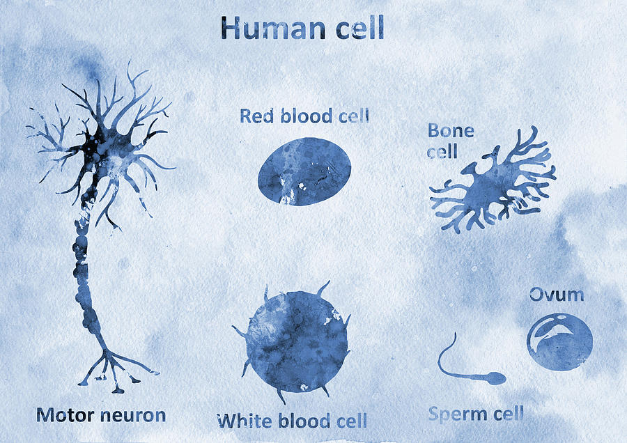 Human cell x Digital Art by Erzebet S - Fine Art America