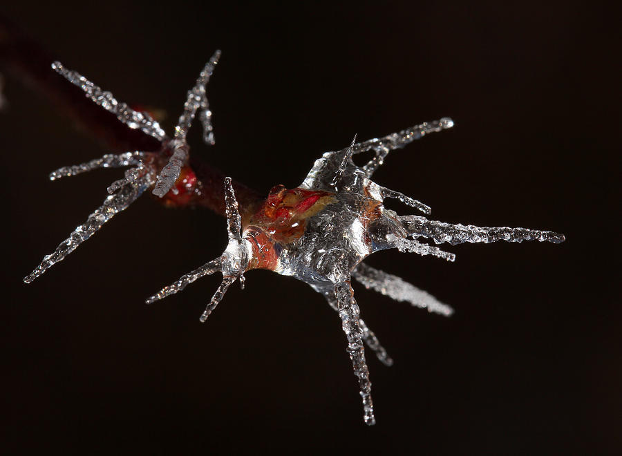 Ice Spikes Photograph by Jan Boesen - Fine Art America