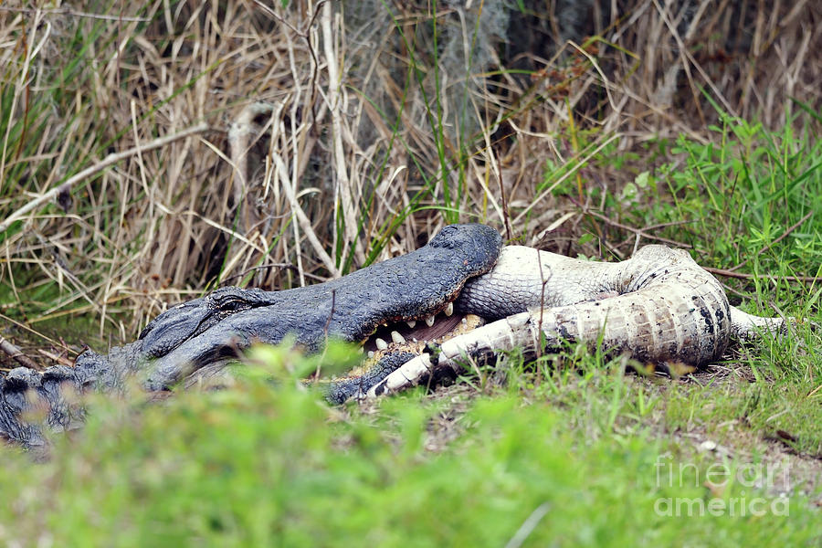 Large Florida Alligator Eating Photograph by Svetlana Foote - Fine Art ...
