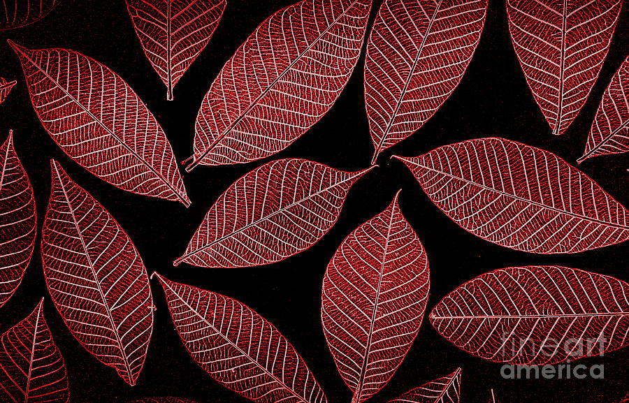 Leaf Pattern Red Photograph by Randall Weidner - Fine Art America
