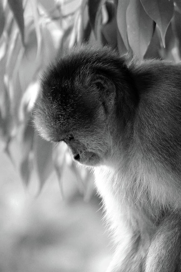 Monkey Looking Down Photograph by Robert Hamm - Fine Art America