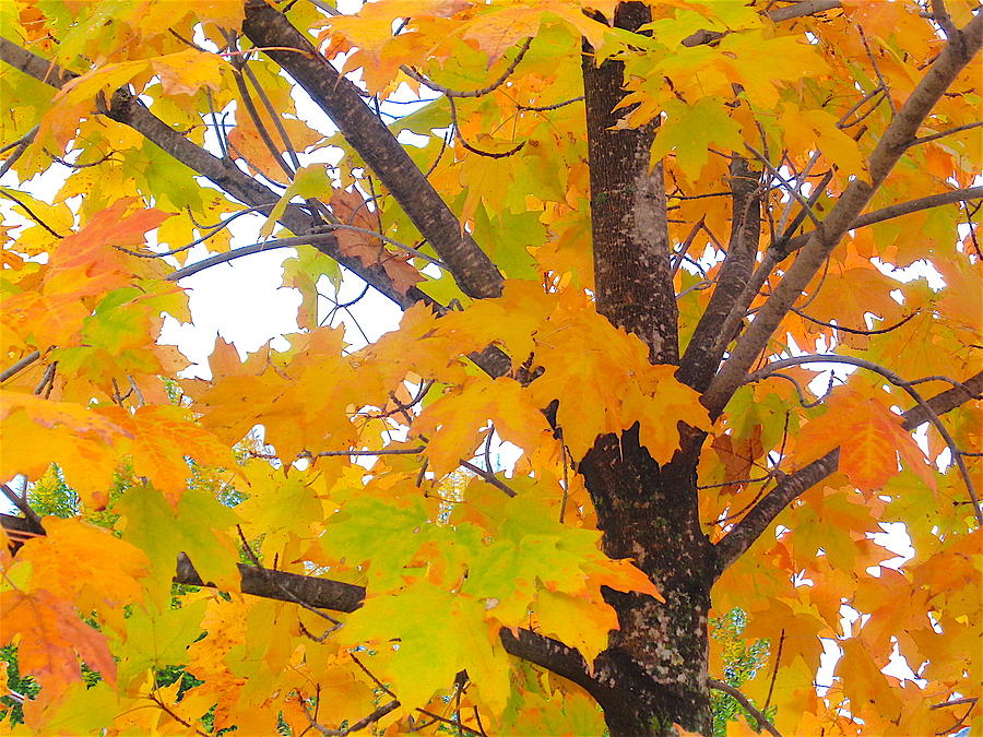 Orange And Green Autumn Photograph by Wendy Yee - Fine Art America