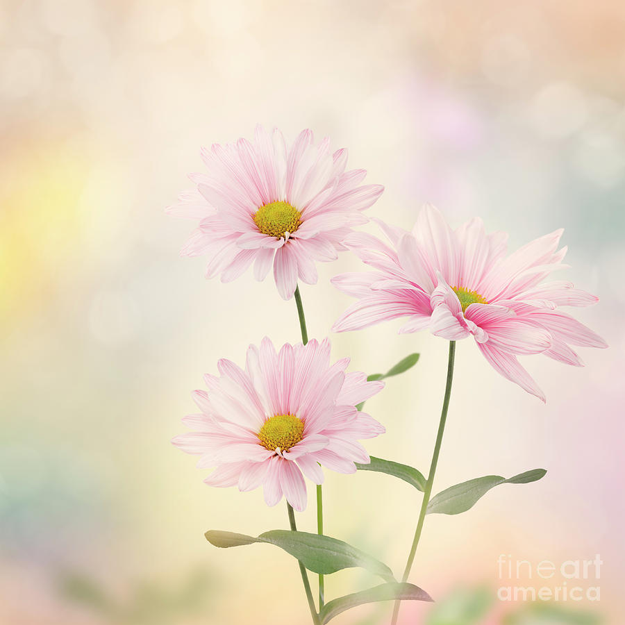 Pink flower blossom Photograph by Svetlana Foote | Fine Art America