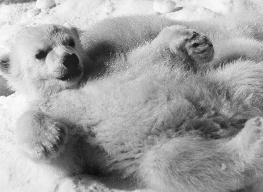 Polar Bear Cub Photograph By Granger Pixels