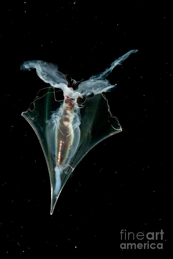 Pteropod Photograph by Danté Fenolio - Fine Art America