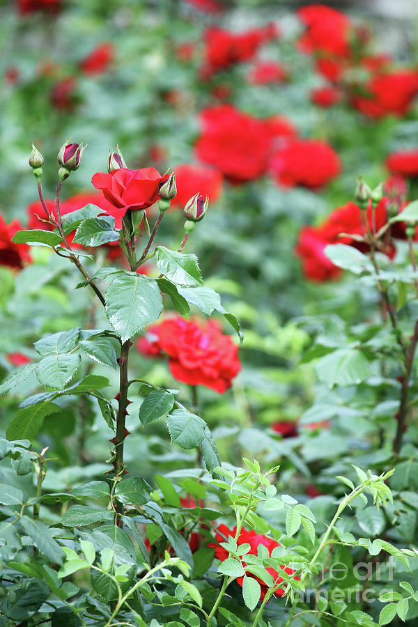 Red Roses Flower Garden Springtime #1 Photograph by Goce Risteski ...