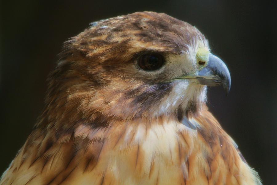 Red Tailed Hawk Photograph by Paulette Thomas