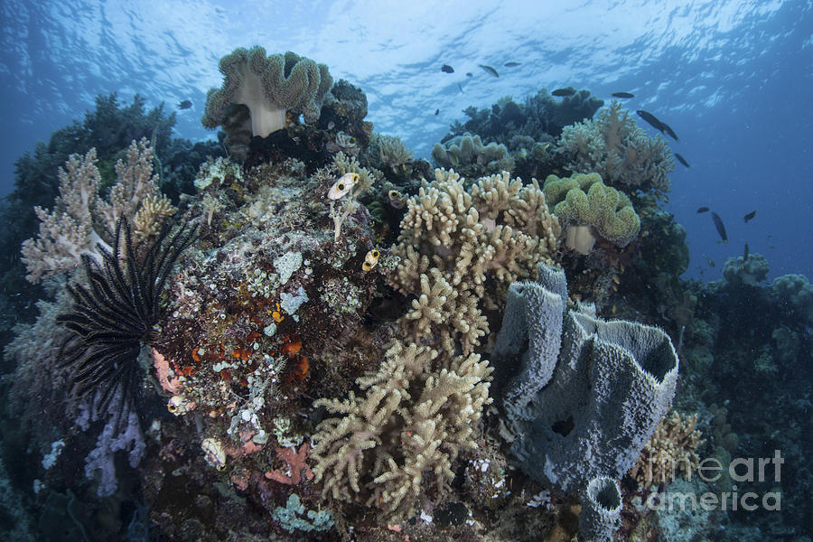 Reef Building Corals In Raja Ampat Photograph By Ethan Daniels Fine