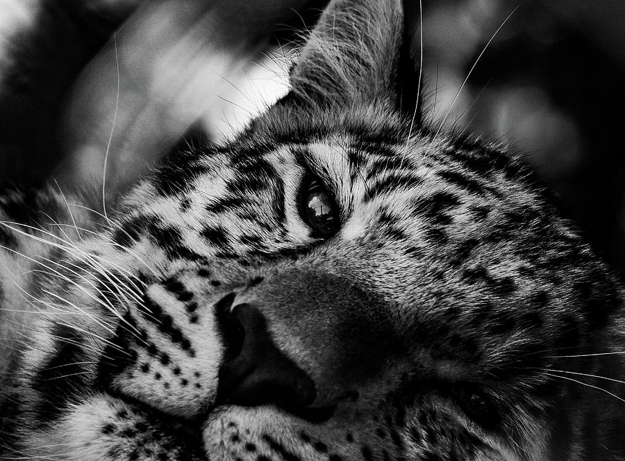 Sleepy. #1 Photograph by Angela Aird - Fine Art America Sleepy. #1 Photograph by Angela Aird - Fine Art America