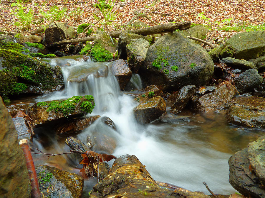 Small creek in forest Photograph by Miroslav Nemecek - Fine Art America