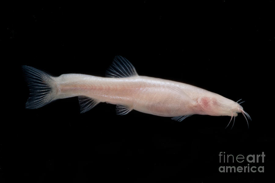 Small Headed Cave Loach Photograph by Danté Fenolio - Pixels