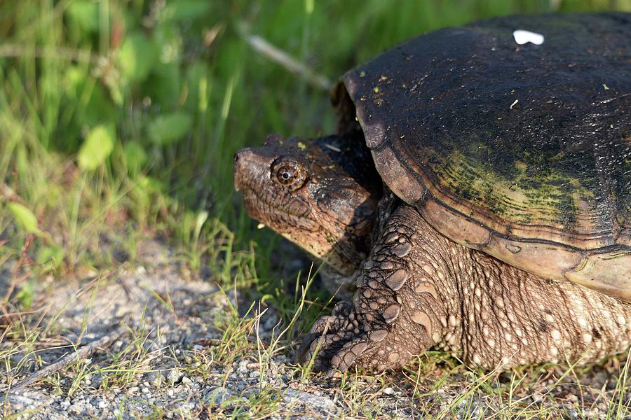 Snapping Turtle Photograph by Jennifer Reynolds - Pixels