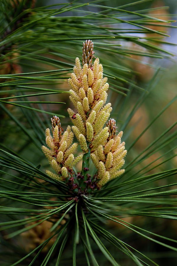 Spring Pine Tree Photograph by Robert Ullmann - Fine Art America