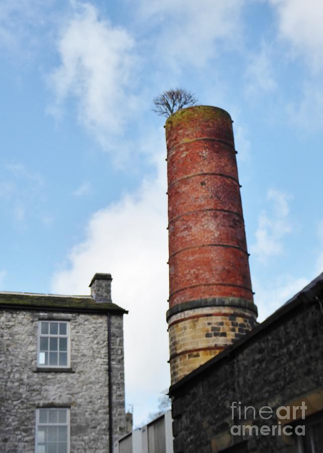 Stack and Tree Photograph by CL Redding - Fine Art America