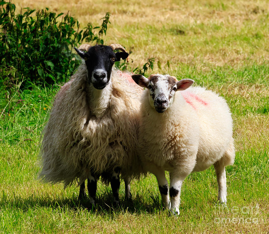 Swaledale Sheep With Lamb Photograph By Louise Heusinkveld Pixels