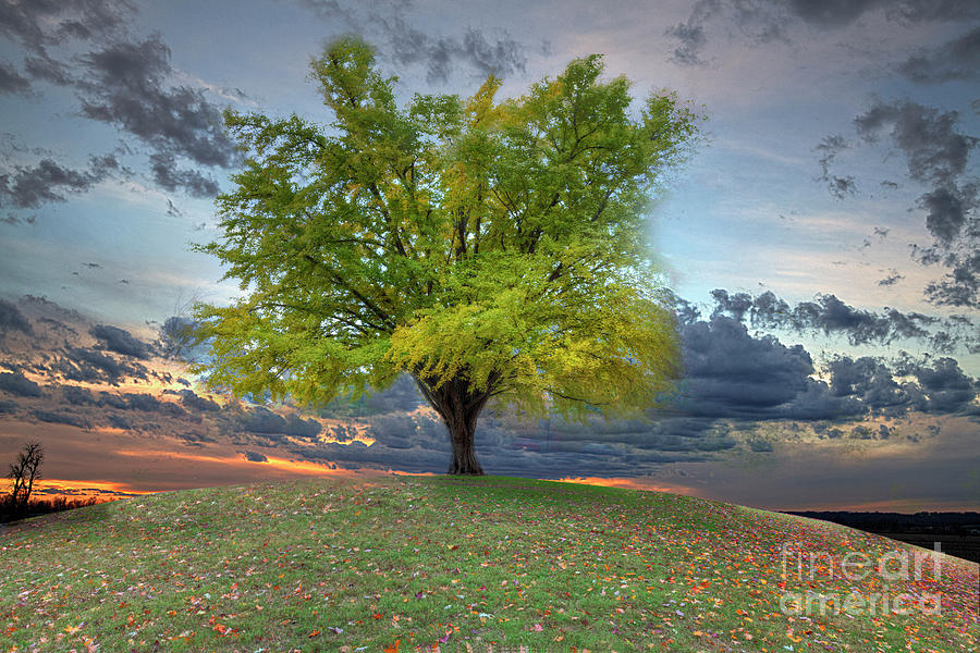 Tree on a Hill Photograph by Larry Braun - Fine Art America