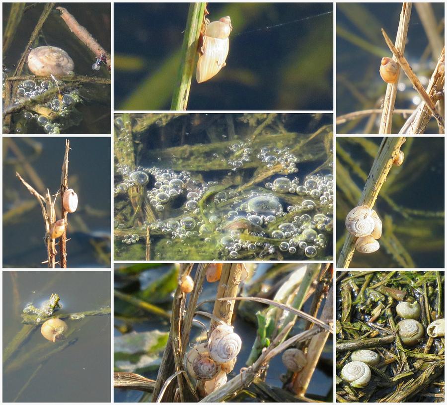 Ull Farm Snail Collage Photograph by Betty Berard - Fine Art America