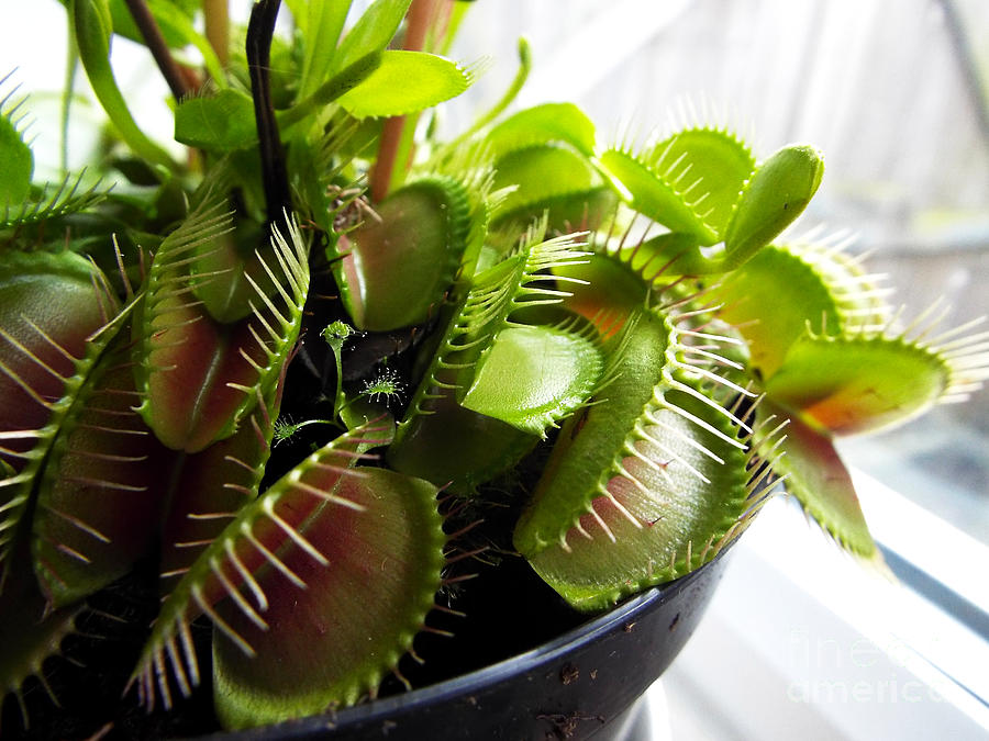 Venus Flytrap Photograph by Tom Colman - Fine Art America