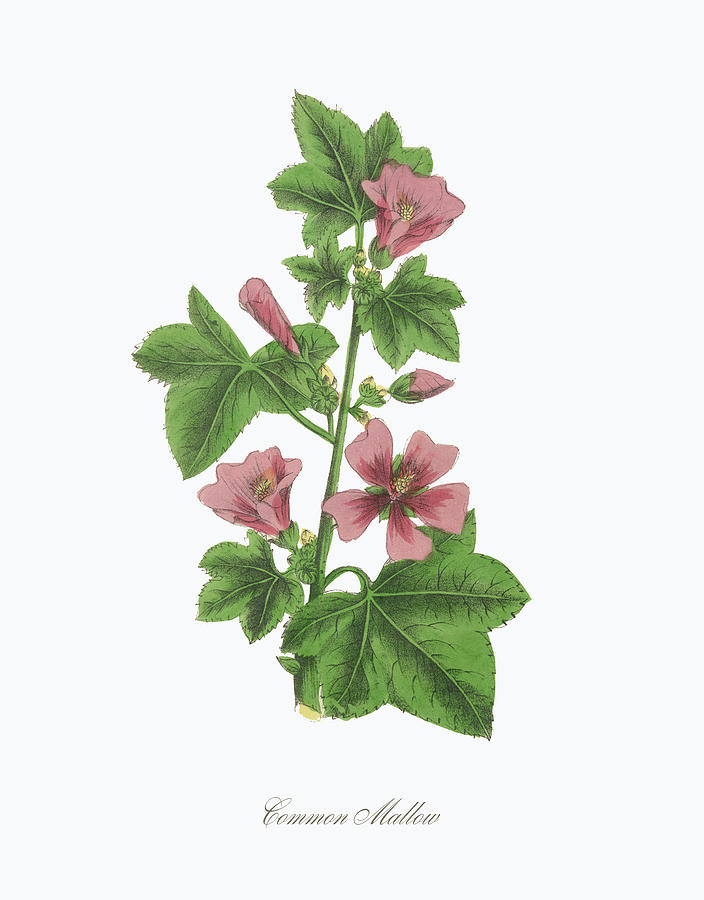 Victorian Botanical Illustration of Common Mallow Painting by Peacock ...