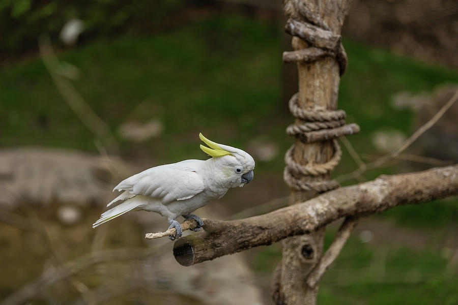 White Noisy Parrot Photograph By Bud Bartnik