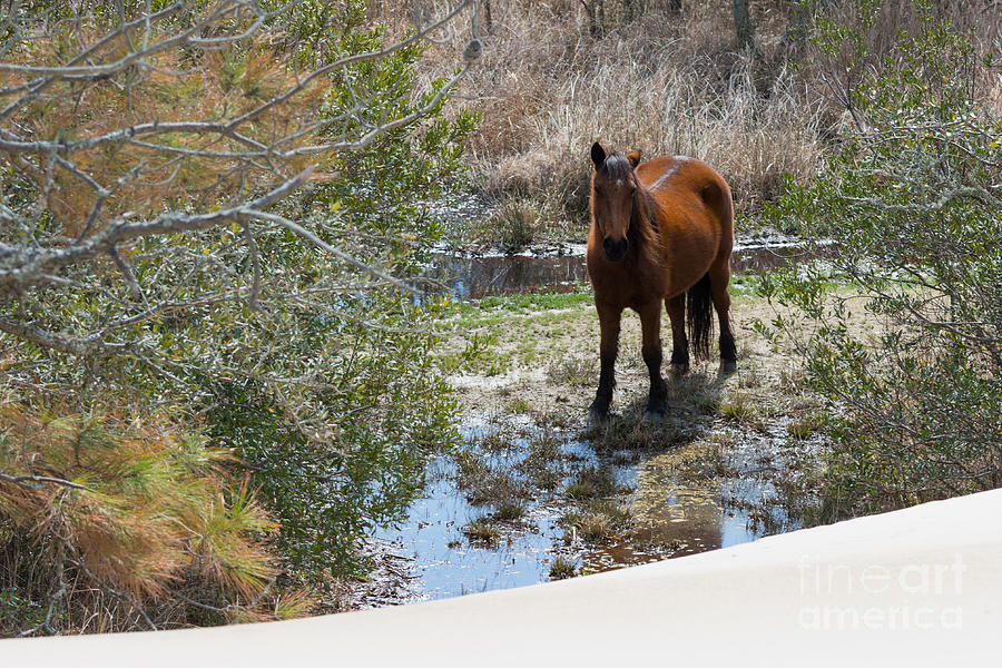 Wild Horses Photograph by Tom Rostron - Pixels