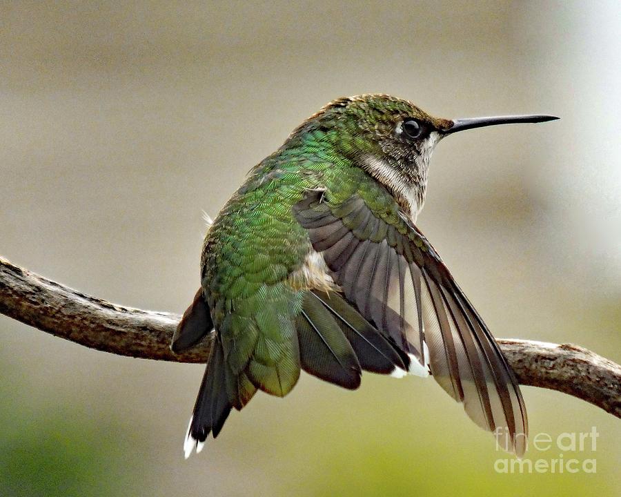 Layers Of Wing Feathers Displayed - Juvenile Ruby-throated Hummingbird ...