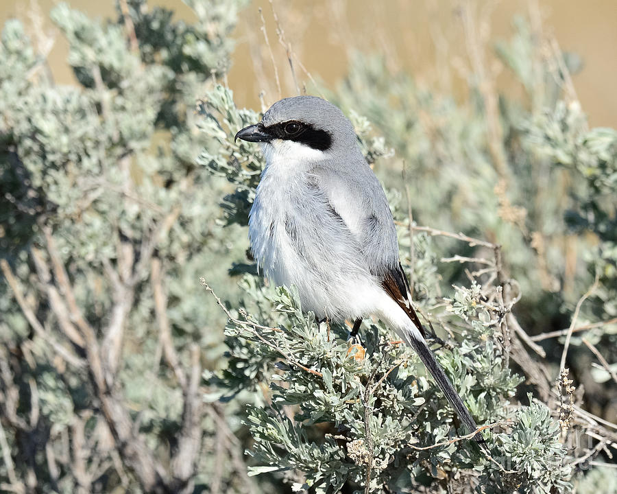 Loggerhead Shrike Photograph by Dennis Hammer - Pixels