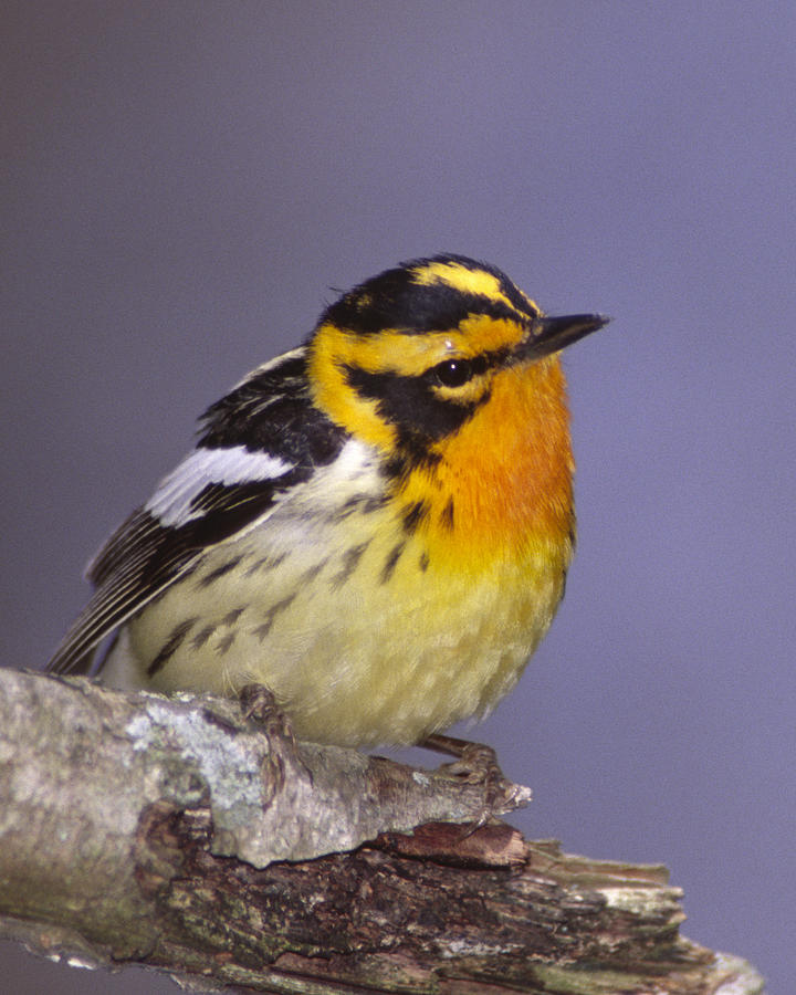 Blackburnian Warbler on branch Photograph by Mark Wallner - Fine Art ...
