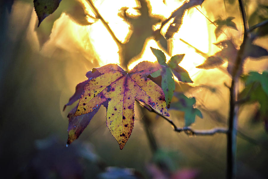 Autumn leaves decorate a beautiful nature bokeh background with Photograph by Alex Grichenko ...