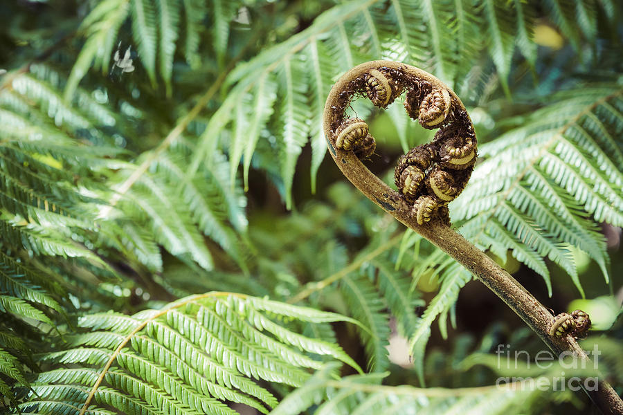 Unravelling fern frond closeup, one of New Zealand symbols. Photograph ...
