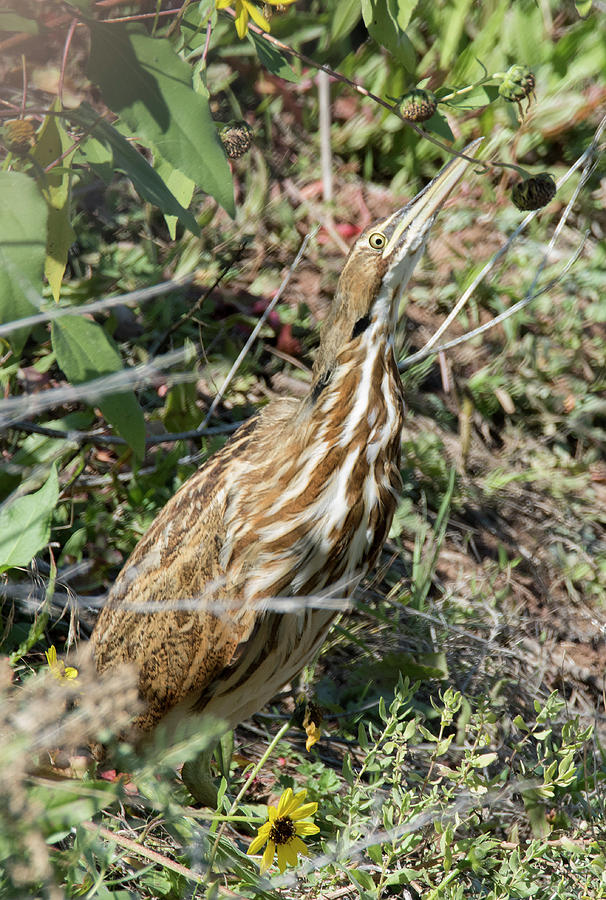 American Bittern Photograph by Earl Nelson - Fine Art America