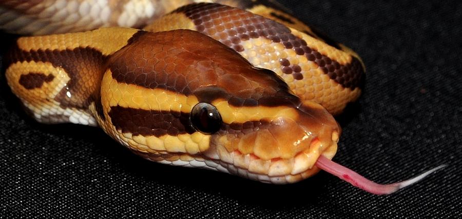 Ball python Photograph by DeTerra Photography - Fine Art America