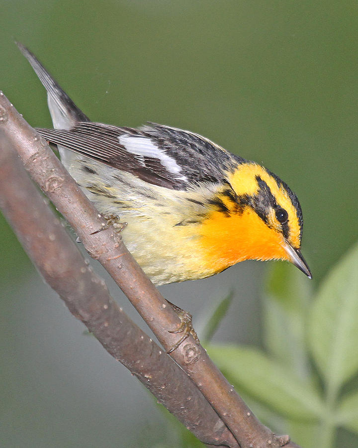 Blackburnian Warbler Photograph by Mike Dickie - Fine Art America