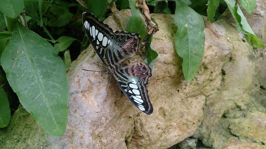 Butterfly Pyrography by Andre Sequeira - Fine Art America
