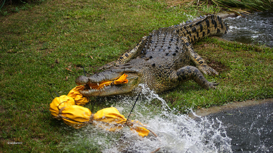 Crocodile Attack Photograph by Gary Crockett - Fine Art America