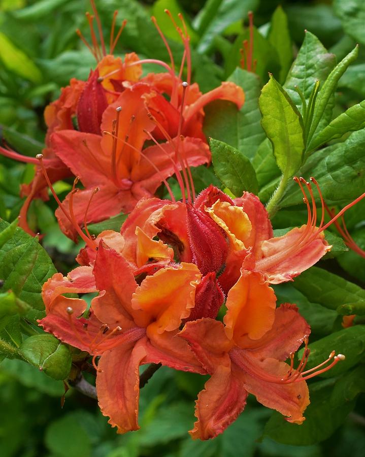 Flame Azalea Photograph by Chip Gilbert - Pixels