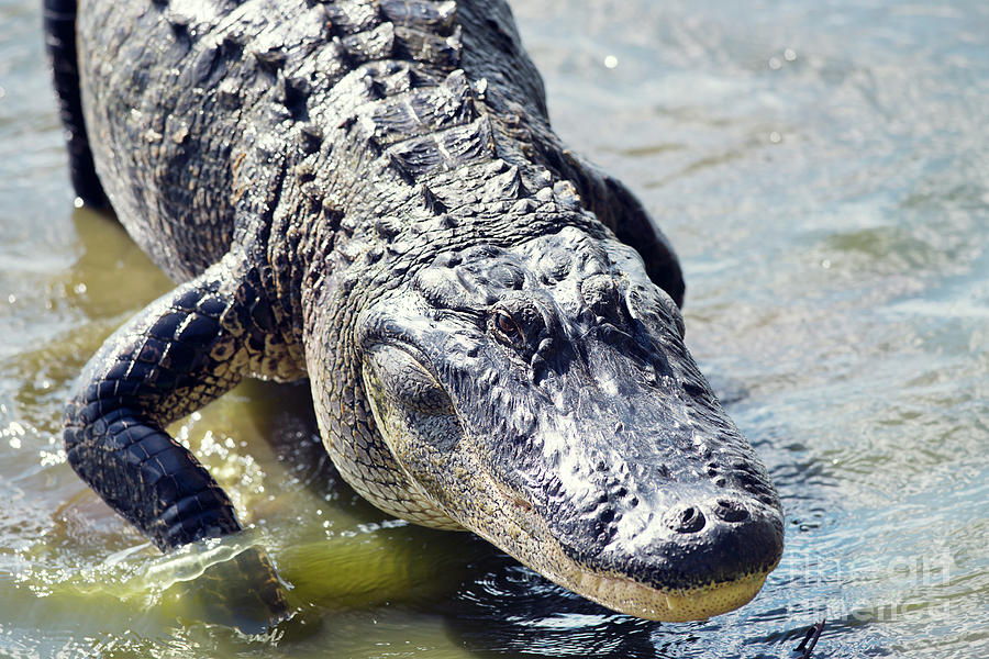 Large American Alligator Photograph by Svetlana Foote - Fine Art America