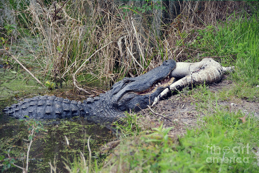 Large Florida Alligator Eating Photograph by Svetlana Foote - Fine Art ...