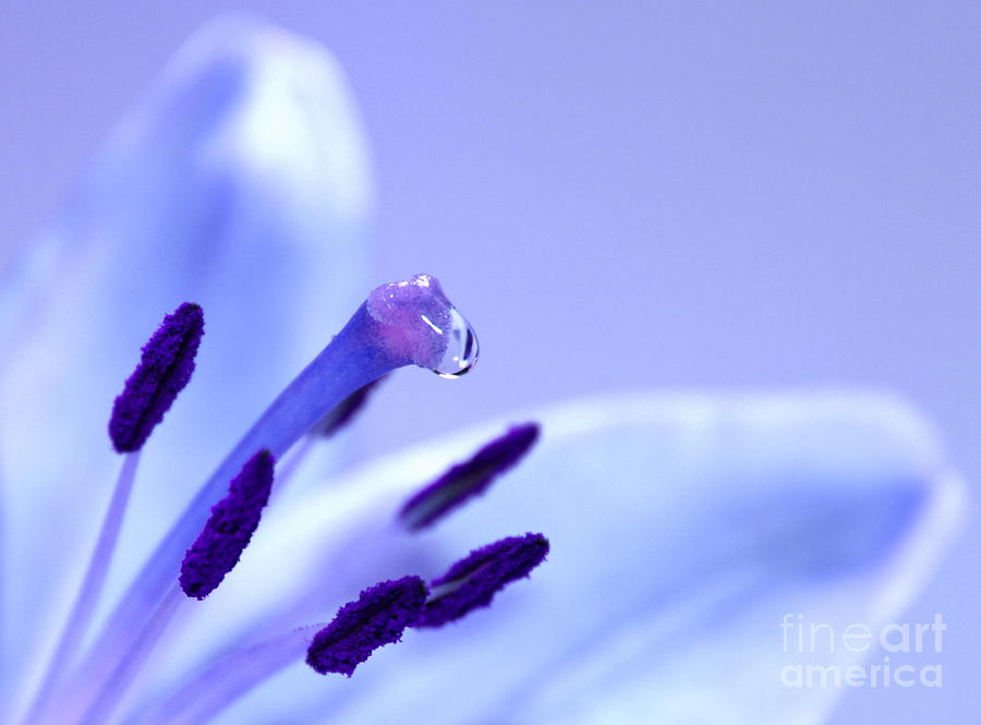 Lavender Dreams Photograph By Krissy Katsimbras Fine Art America