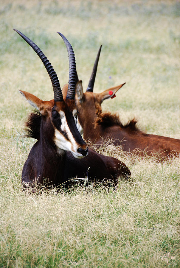 Sable Antelope Photograph by Thea Wolff - Fine Art America