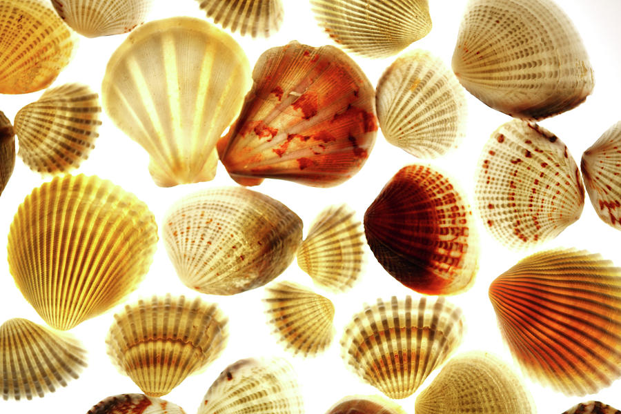 Seashell with backlight Photograph by Jouko Mikkola - Fine Art America