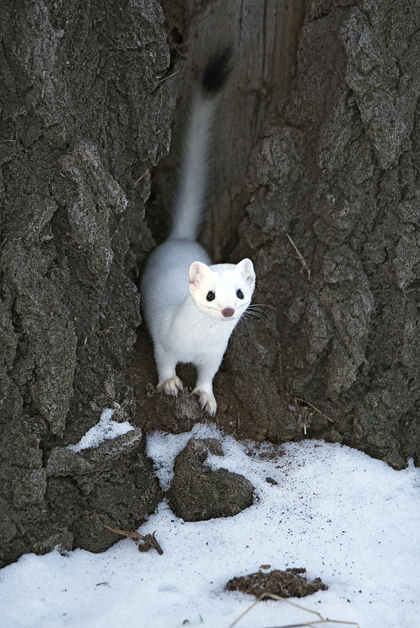Weasel Photograph by Earl Nelson - Fine Art America