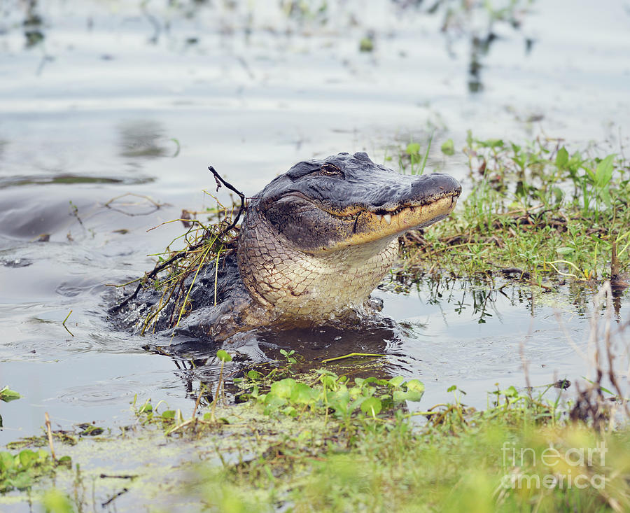 Wild Florida Alligator Photograph by Svetlana Foote - Fine Art America