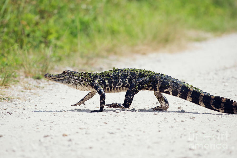 Young American Alligator Photograph by Svetlana Foote - Fine Art America