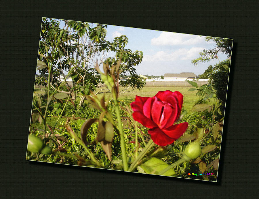 20110526-The-Rose-Bush-v1 Digital Art by Danny Maynard | Pixels